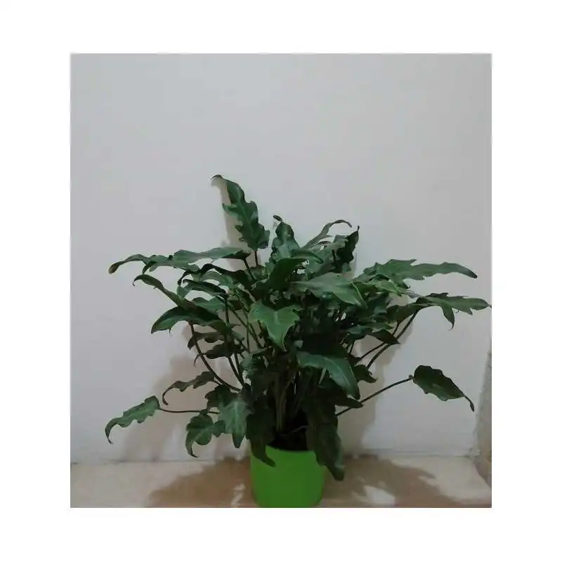 Vendita Piante OnLine | PIANTE WEB | Viavio e Giardinaggio OnLine