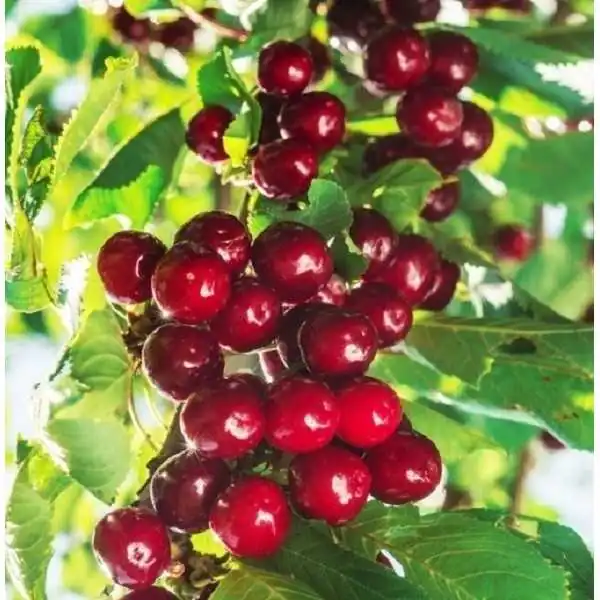 Albero Amarena in Vario Formato - Alberi da Frutto