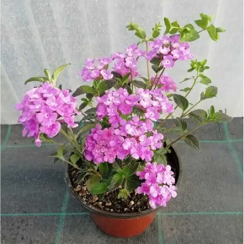 Piante Fiorite Vendita Online